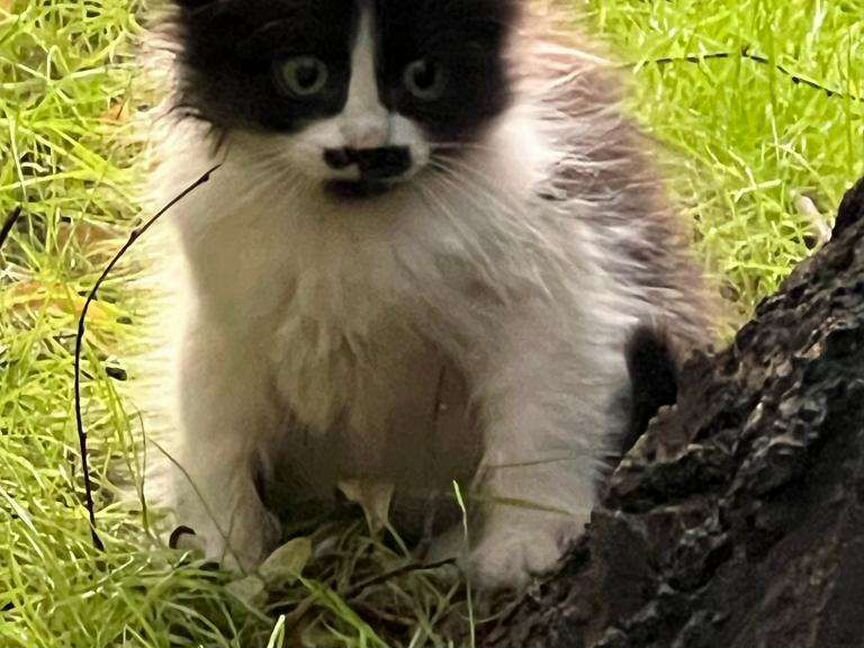 Котенок