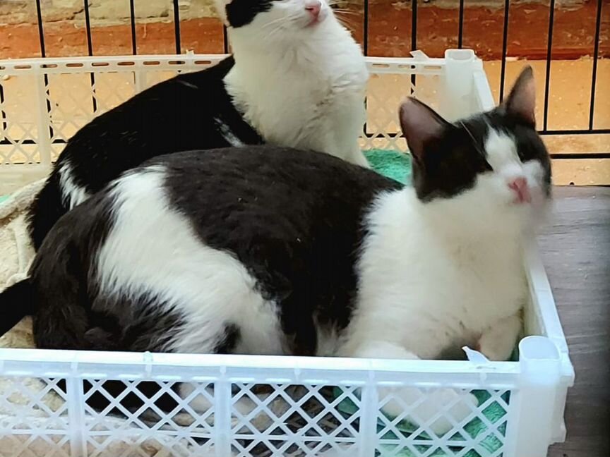 Кошки в добрые руки
