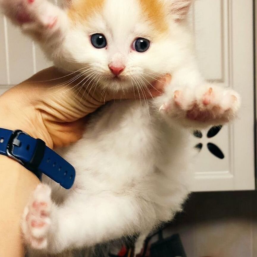 Котята отдам бесплатно