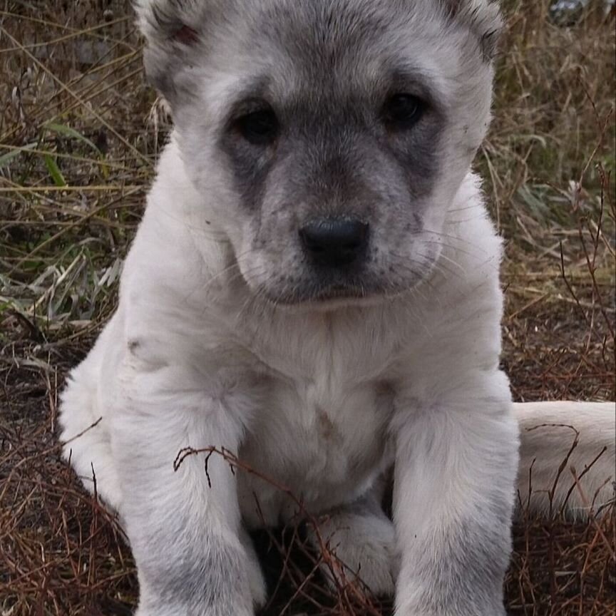 Сао девочка