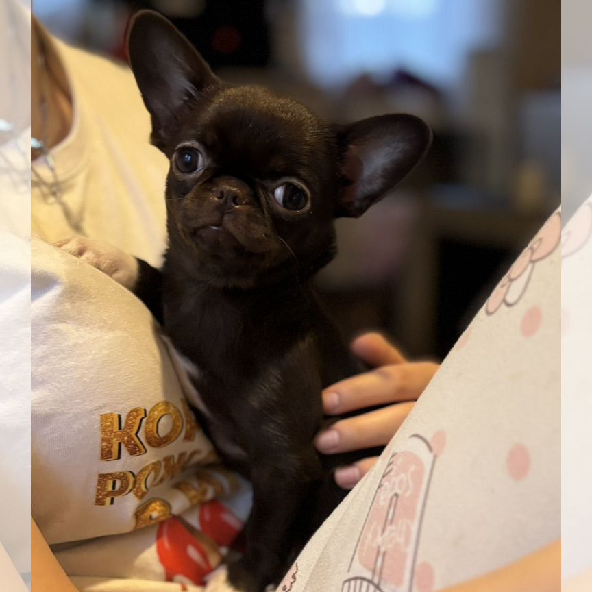 Чихуахуа, щенок