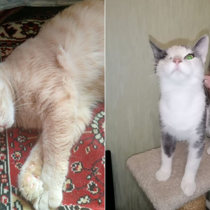 Котята в добрые руки