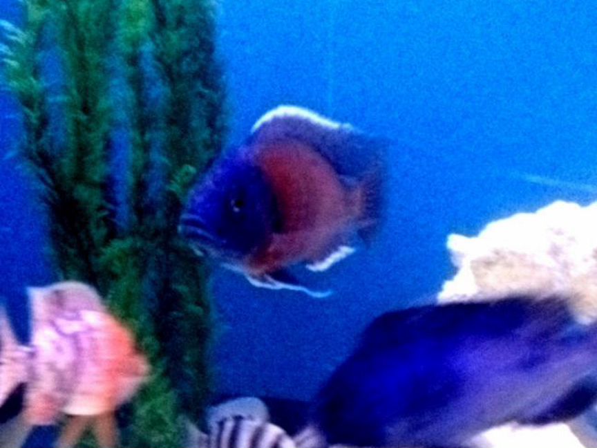 Кападихромис Каданго. Цихлиды