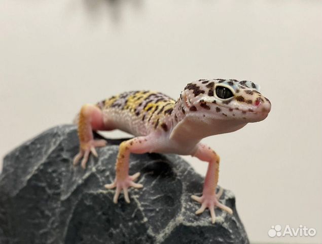 Ящерица эублефар