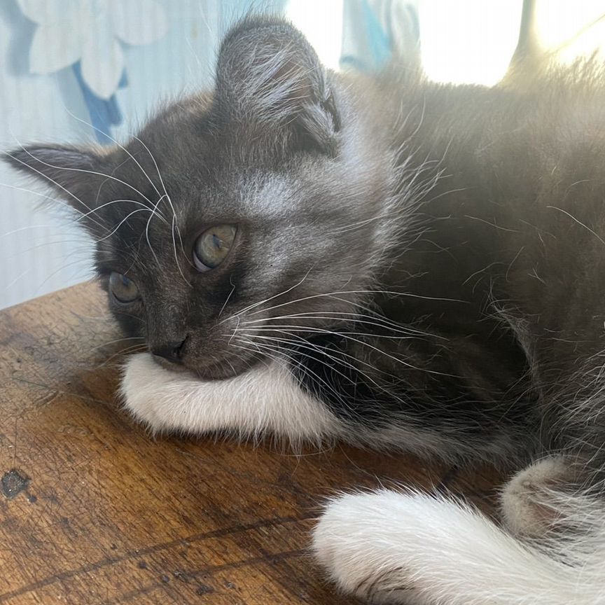 Котенок в добрые руки
