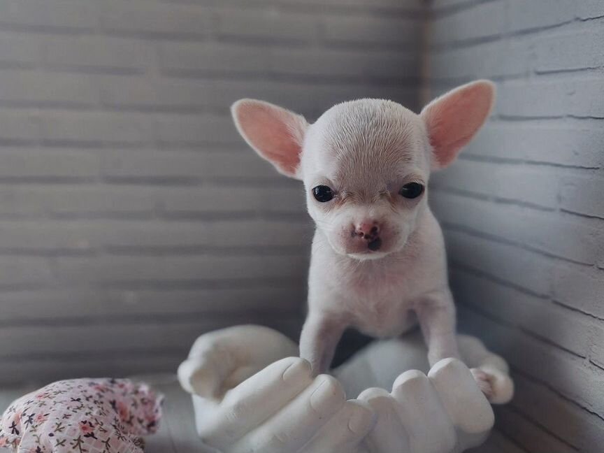 Щенки чихуахуа