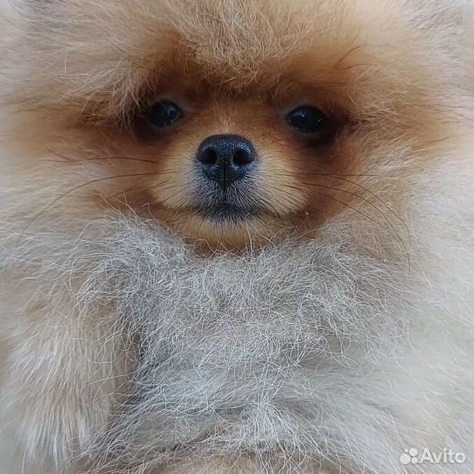 Померанский шпиц кукольная мишка