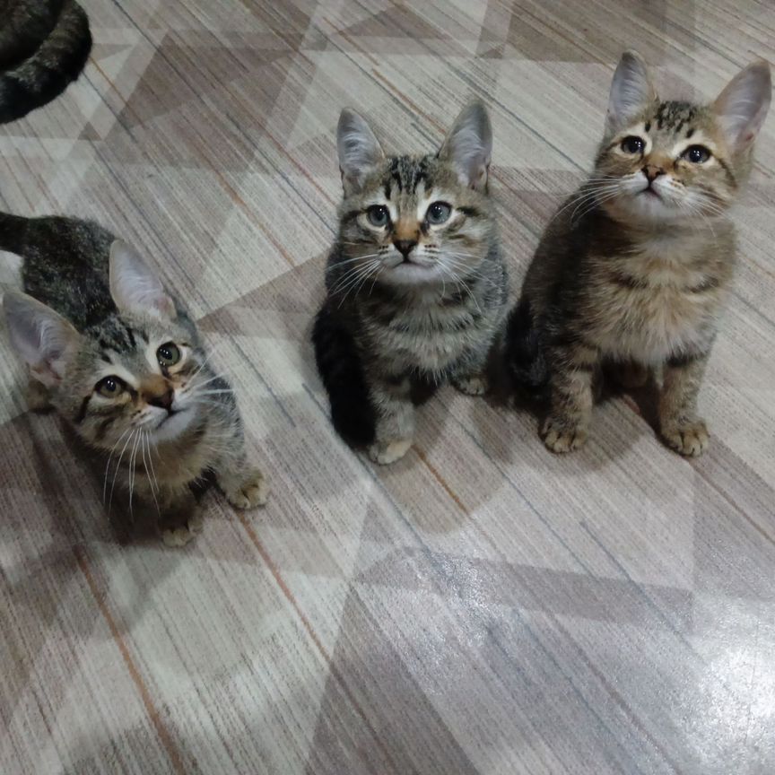 Кот серый полосатый