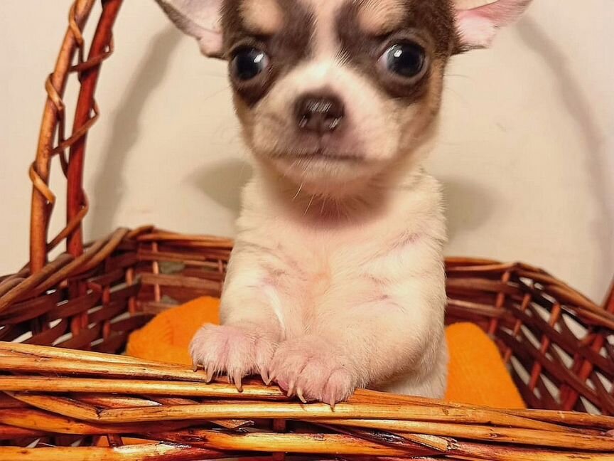 Щенки чихуахуа мини