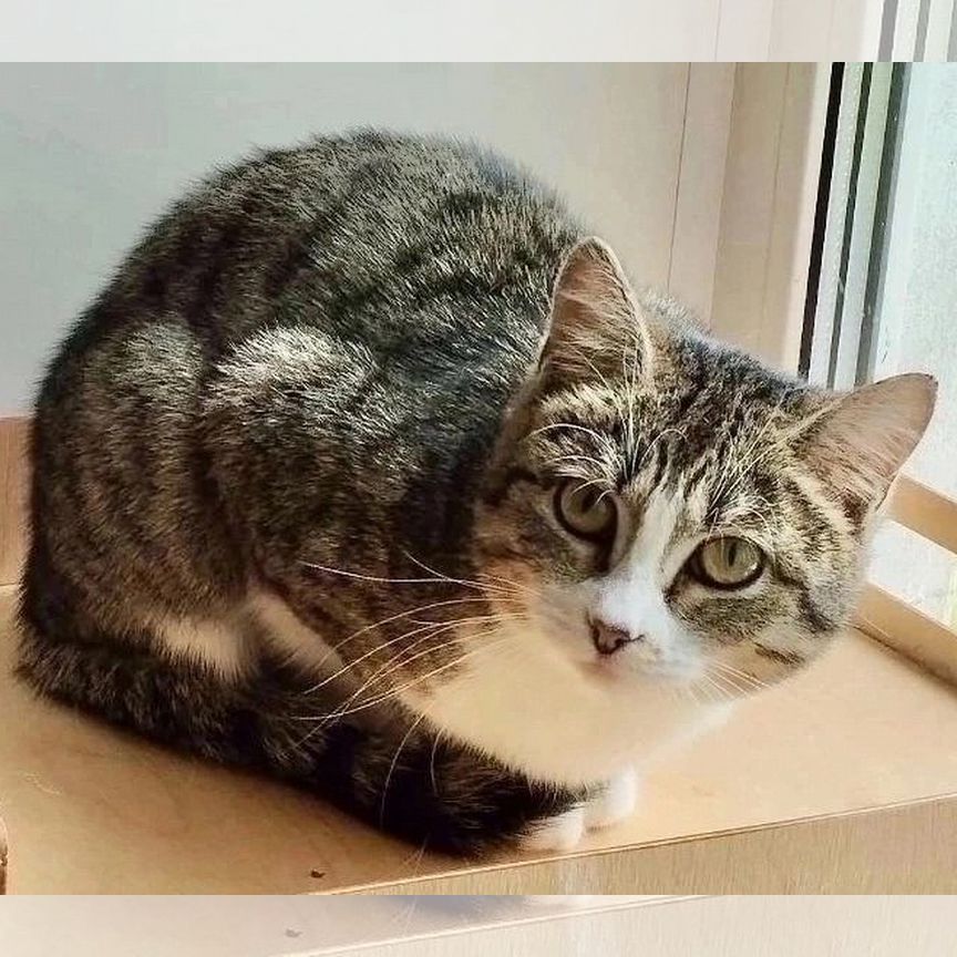 Котёнок от частного владельца