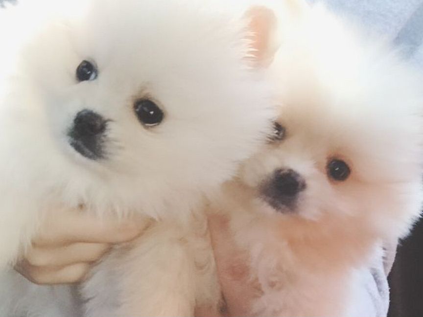 Померанский шпиц тип мишка mini