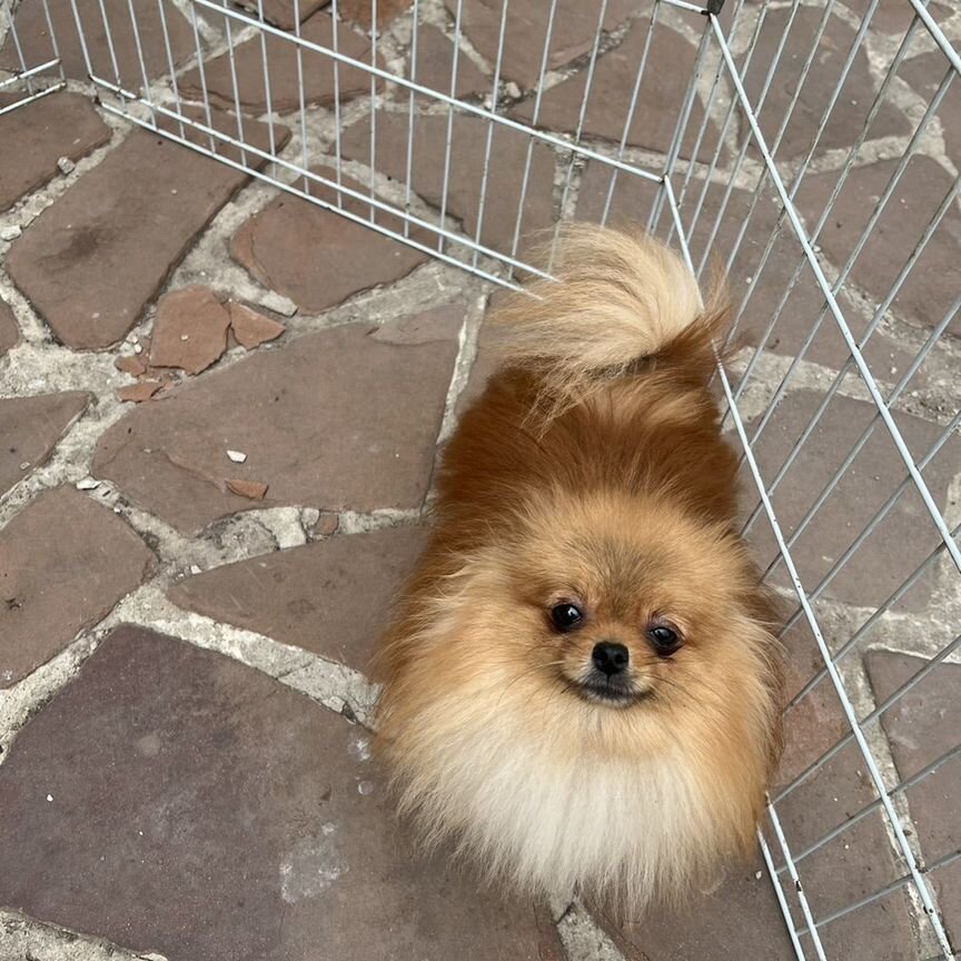 Мини помераночка