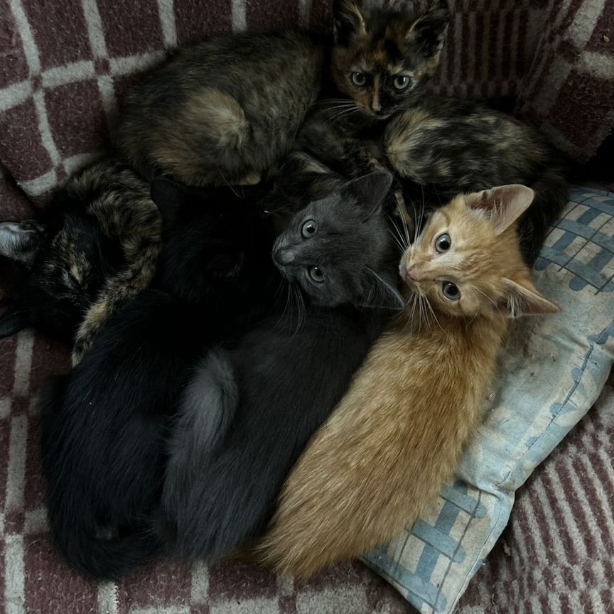 Котёнок в добрые руки