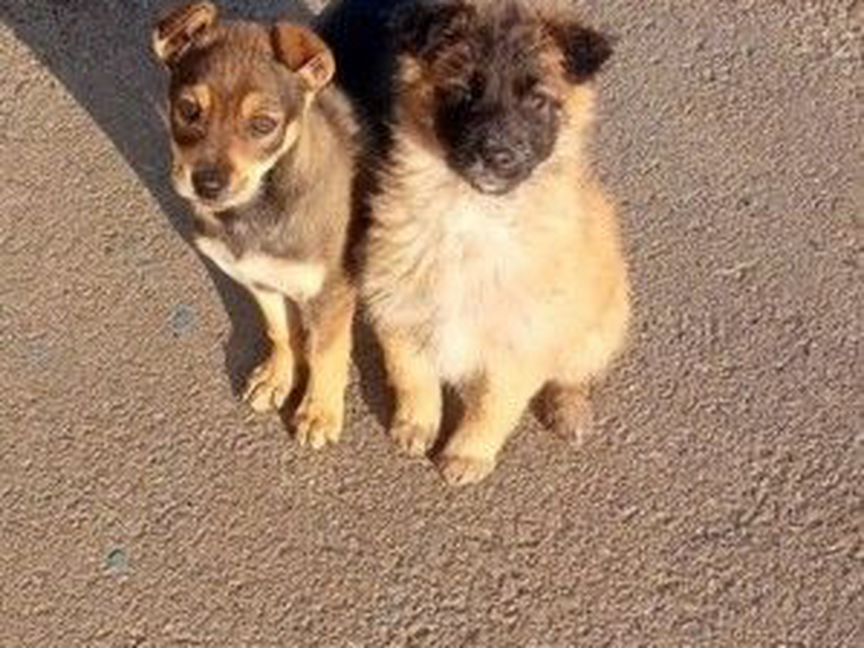 Щенок в добрые руки