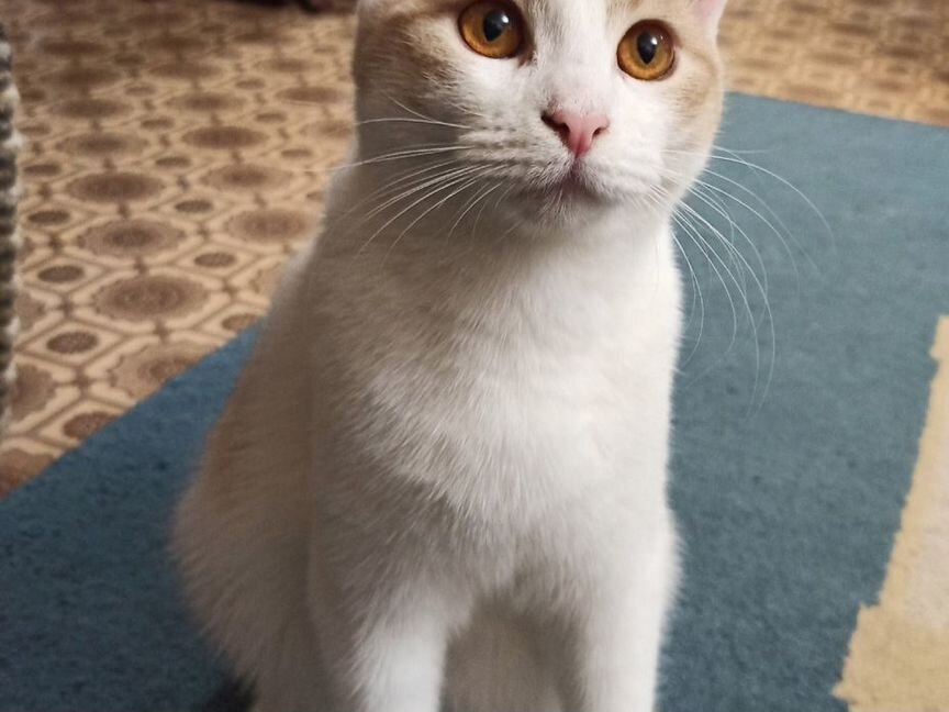 Котик из домашнего приюта