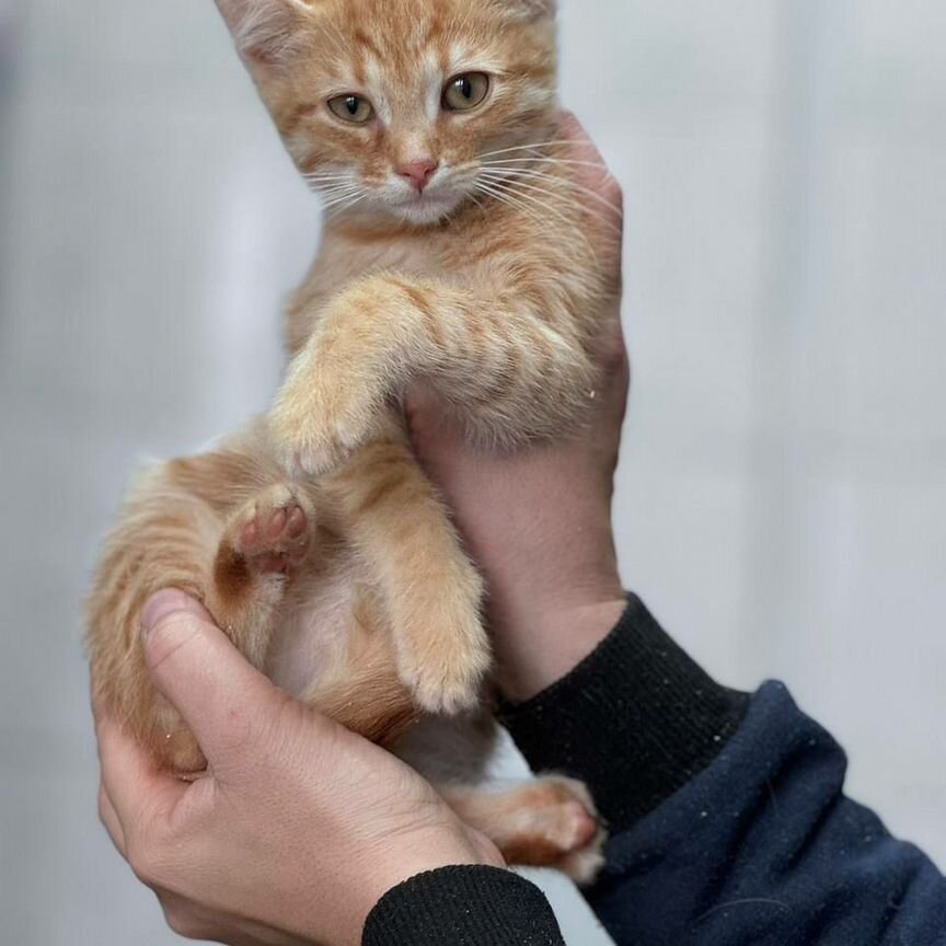 Котята в добрые руки бесплатно
