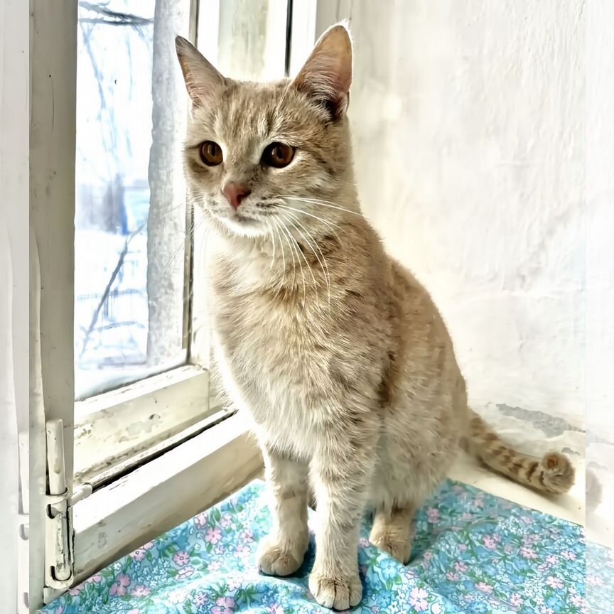 Взрослый кот в добрые руки