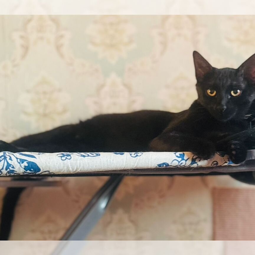 Чёрный котенок 6 месяцев