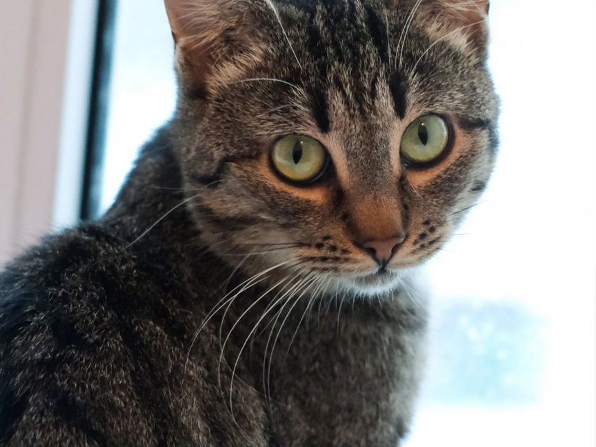 Кошка из приюта: зеленоглазая Феня
