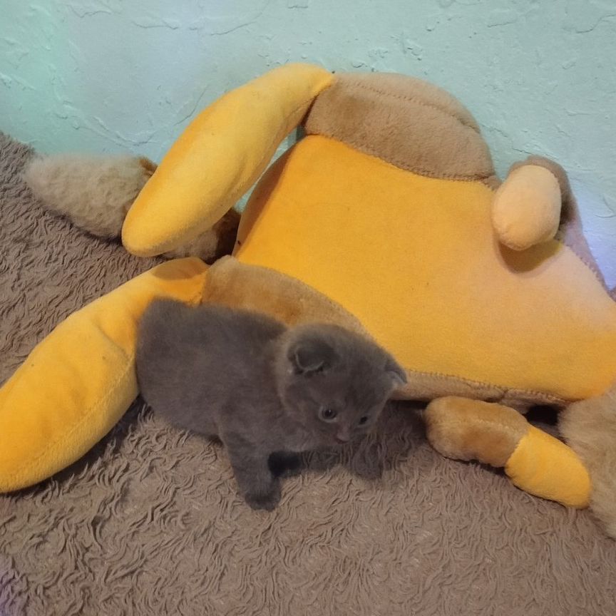 Шотландский вислоухий короткошёрстный котёнок
