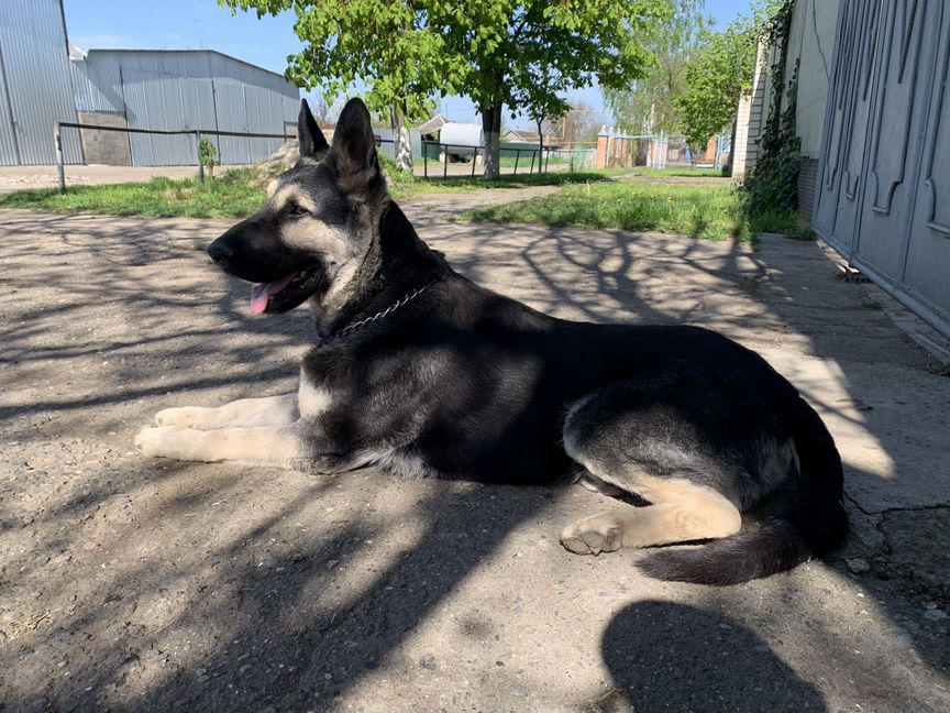 Кабель вео вязка