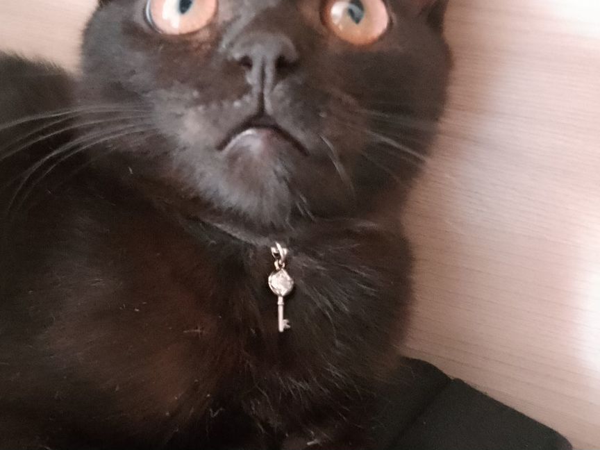 Чудесный Британский котенок