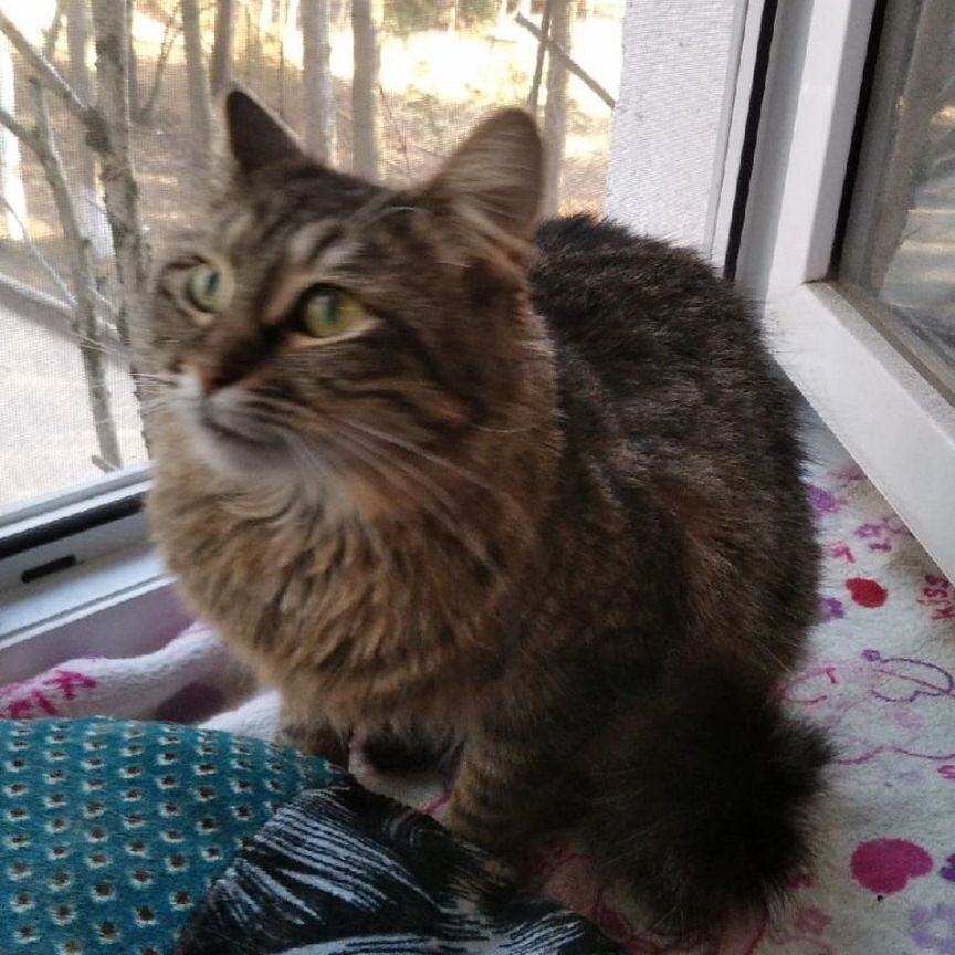 Кошечка в добрые руки