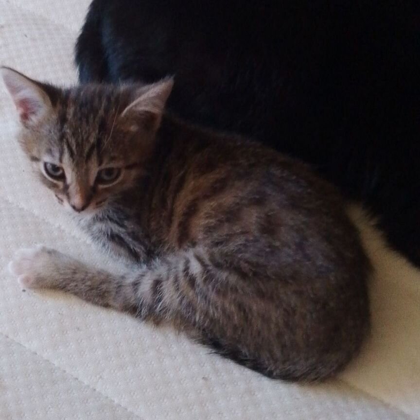 Кошки