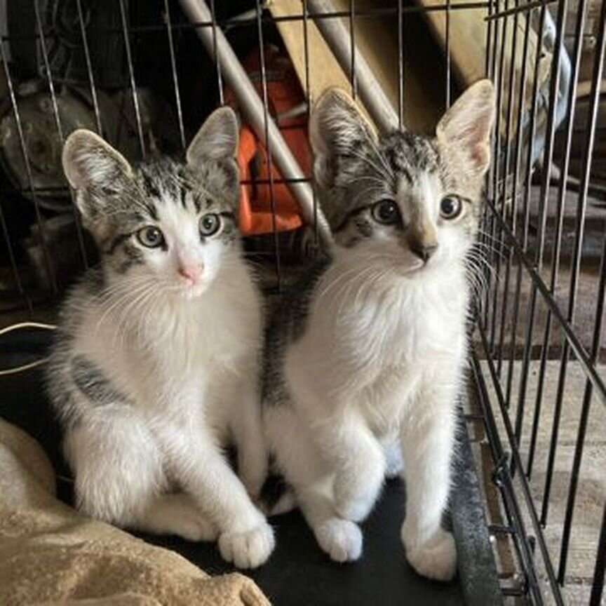 Котята в добрые руки бесплатно