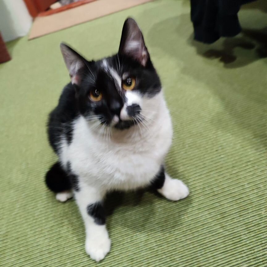Котенок, кот