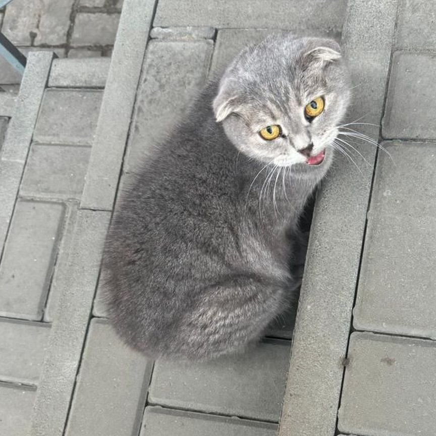 Кошечка ищет семью