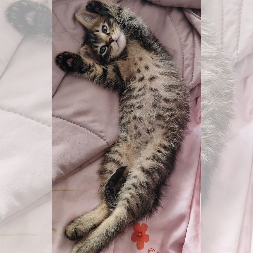 Котёнок в добрые руки