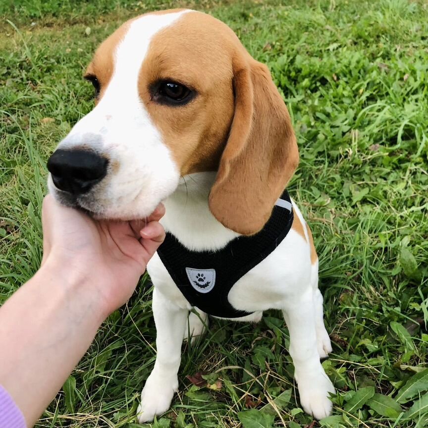 Щенок Бигль