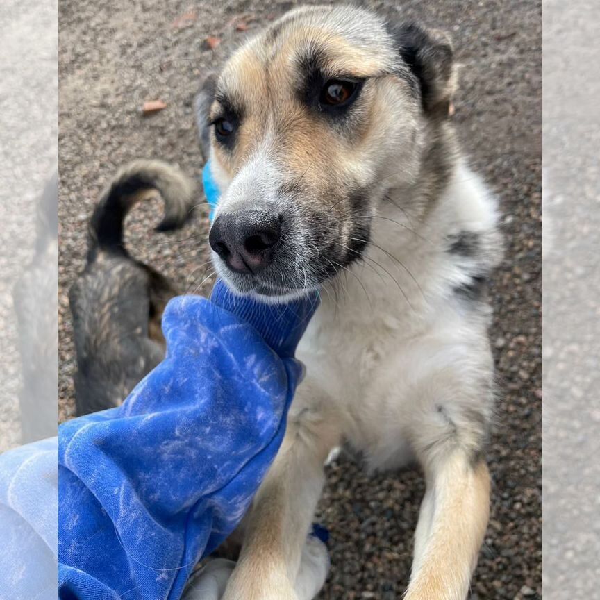 Взрослая собака в добрые руки