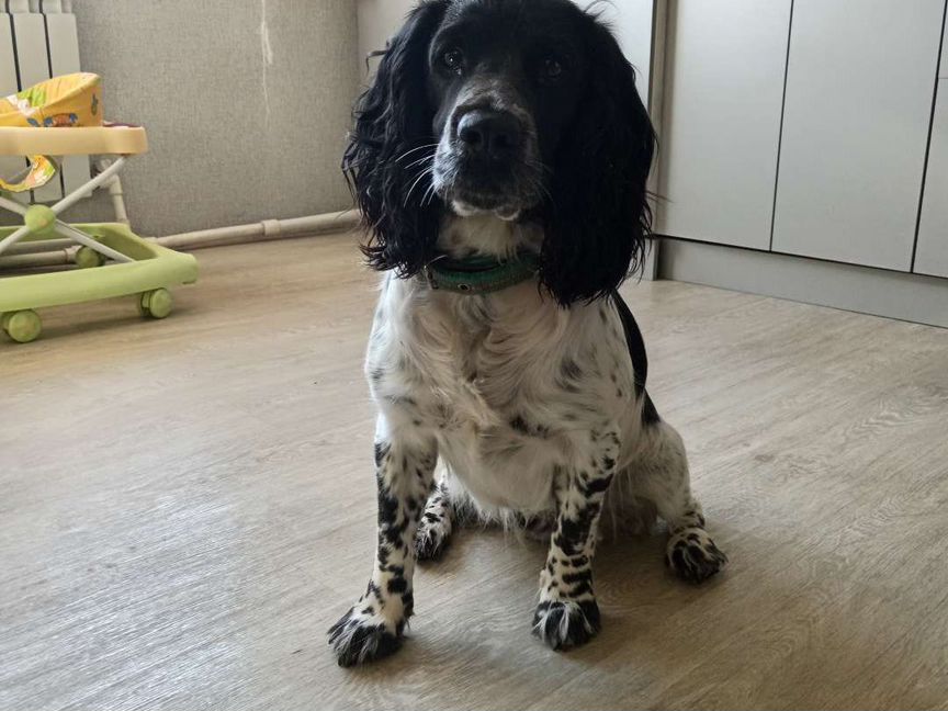 Русский спаниель вязка