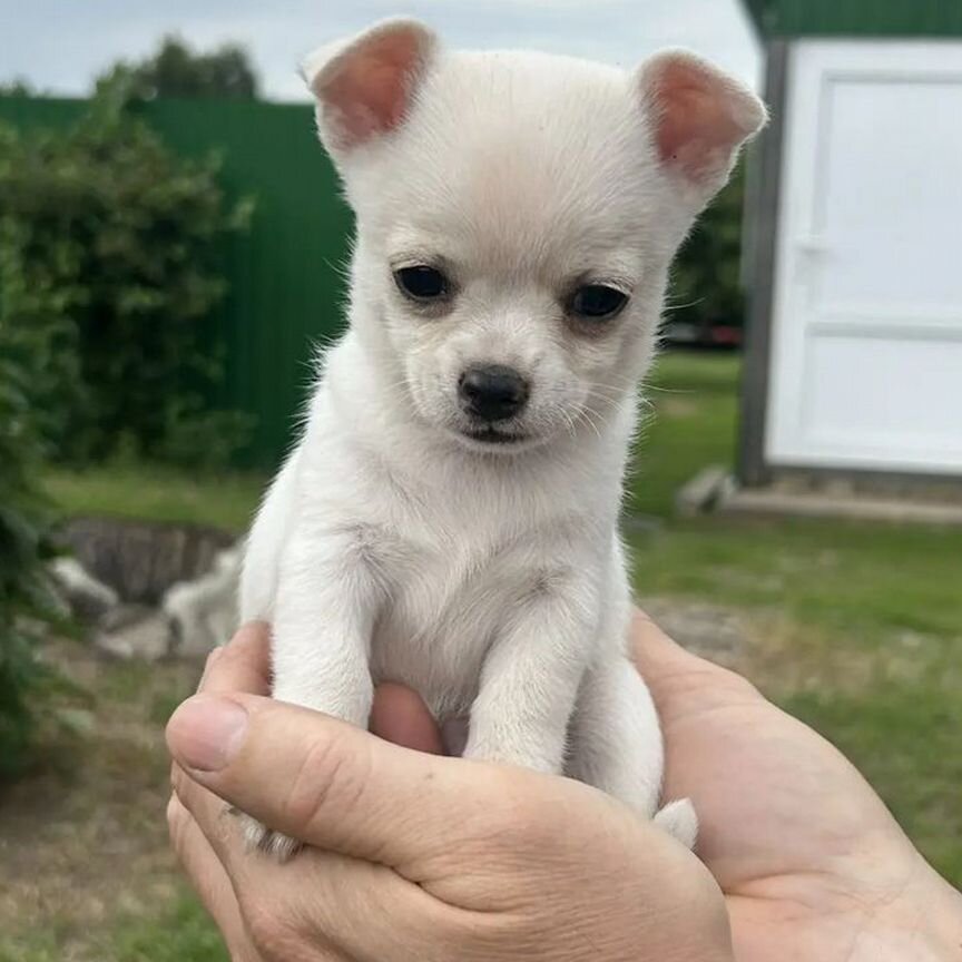 Чихуахуа, щенок