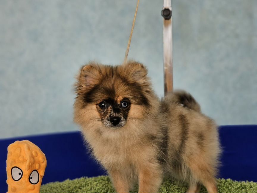 Мраморный шпиц