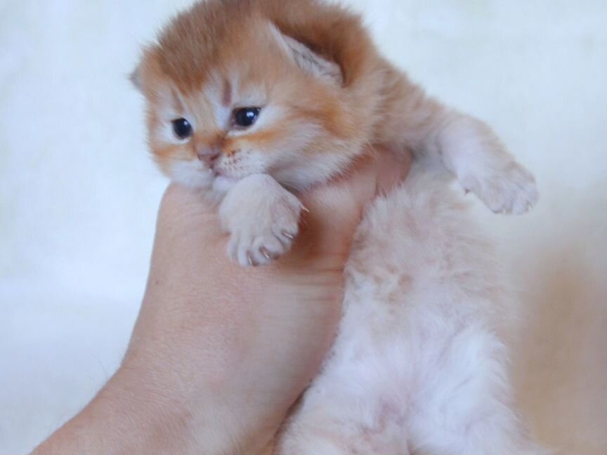 Британские котята золотая шиншилла