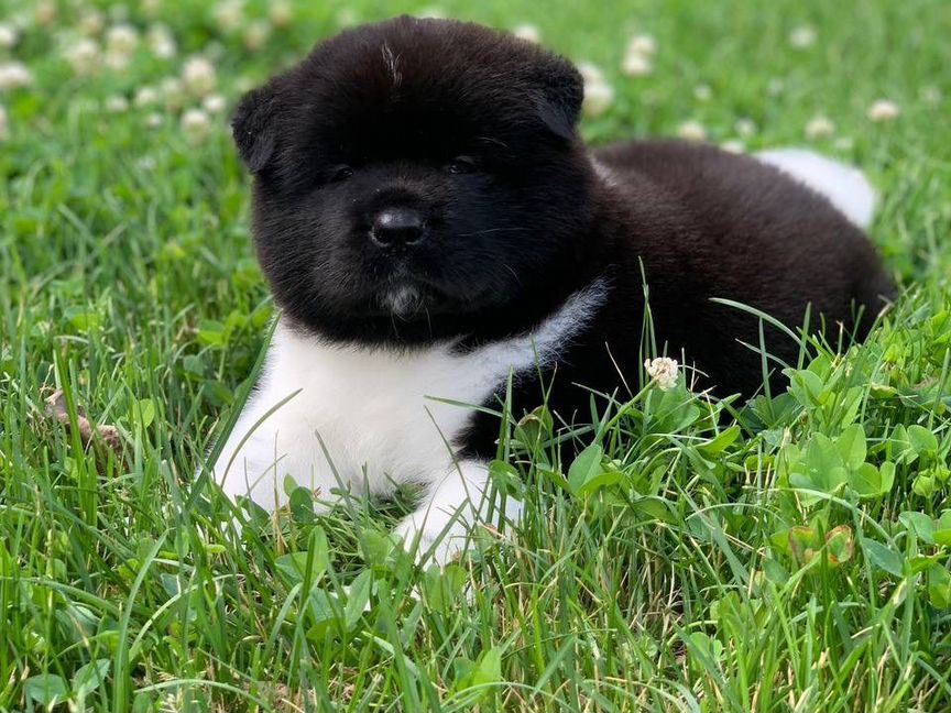 Щенки американской акиты