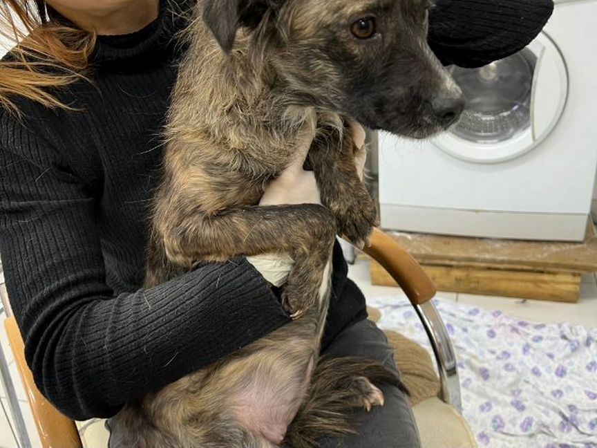 Собака из сгоревшего приюта