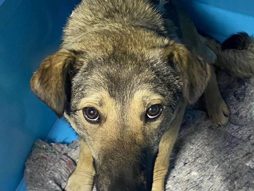 Щенок со стройки ищет дом