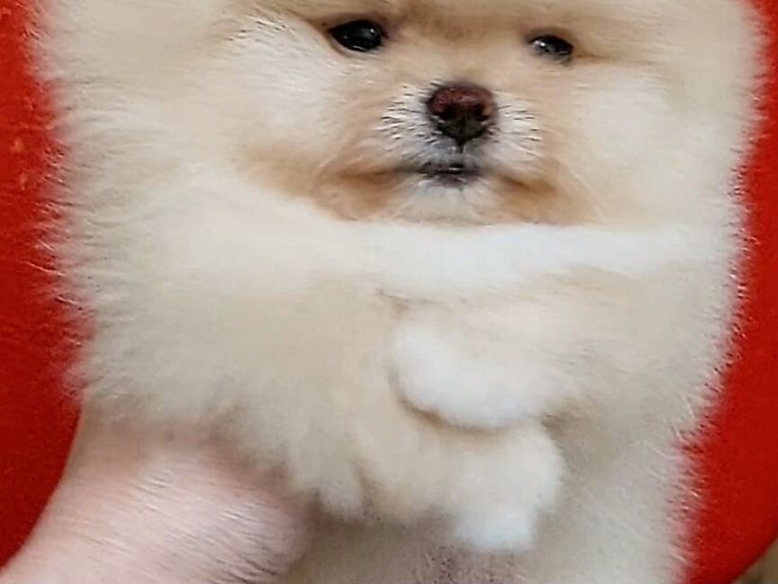 Померанский шпиц мини мальчик