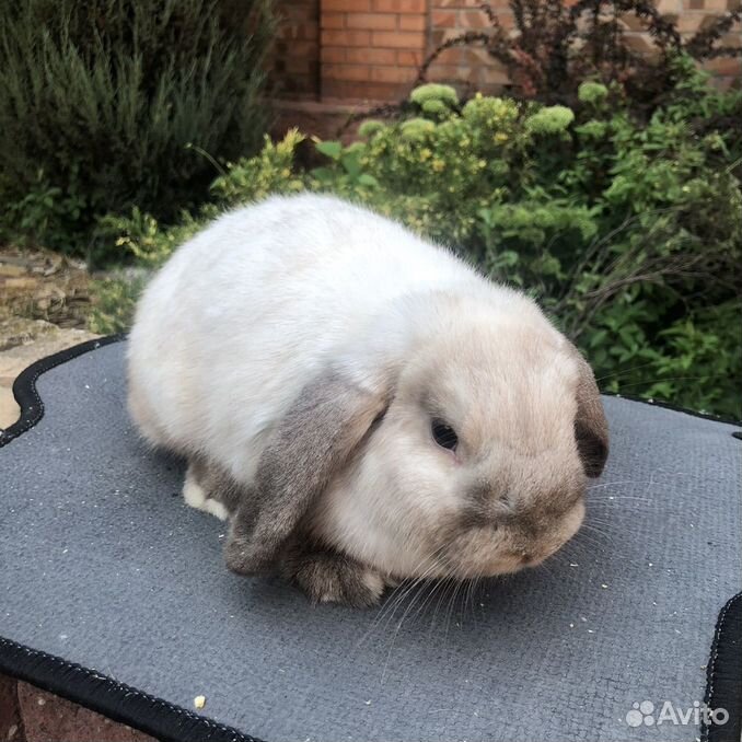 Кролик декоративный 5 месяцев самочка