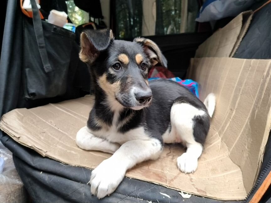 В добрые руки