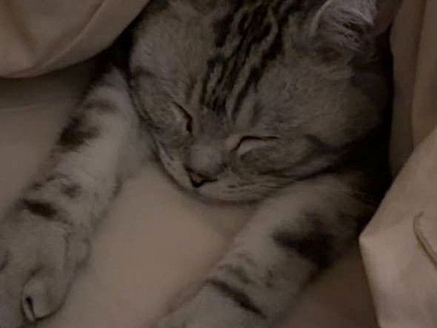 Отдам шотландского кота в добрые руки