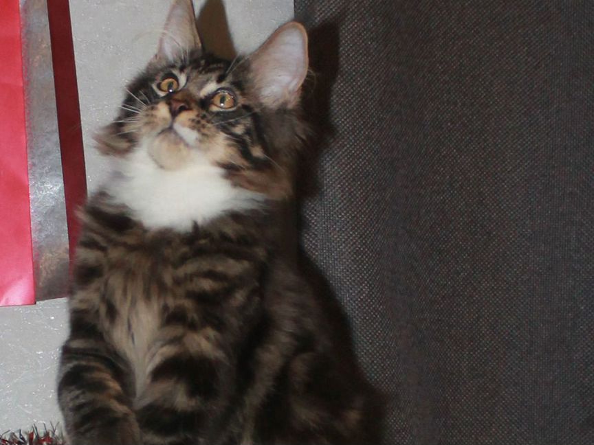 Шикарные котята мейн-куна полидакты