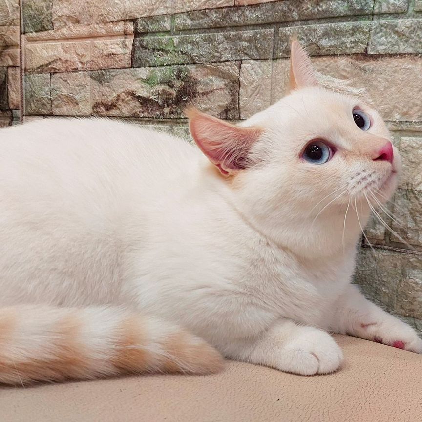 Котик манчкин с голубыми глазами