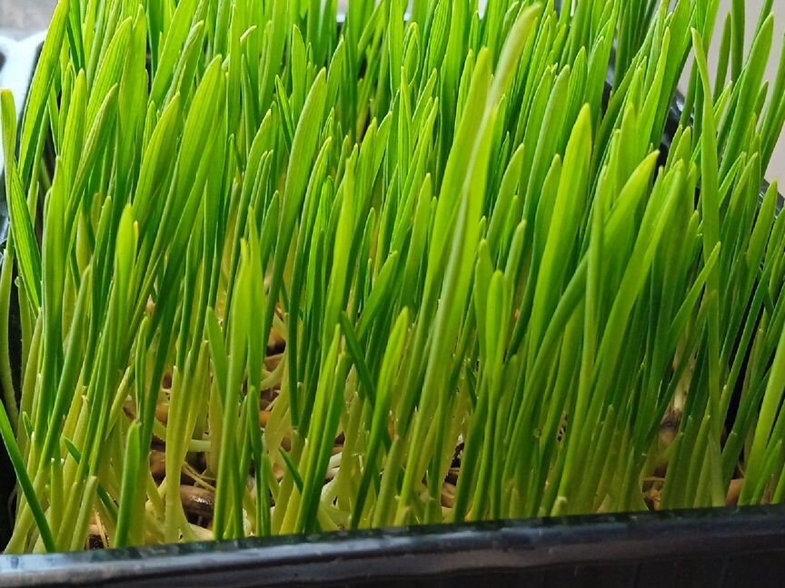 Микрозелень овес для кошек, птиц, собак, питомцев