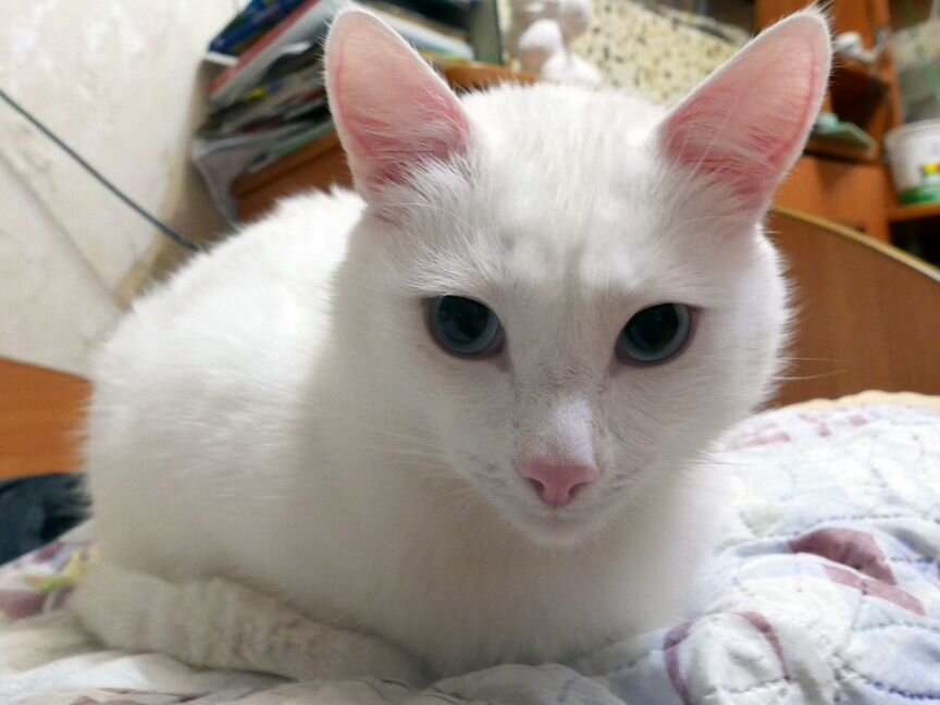 Короткошерстный голубоглазый белый котик 4 года
