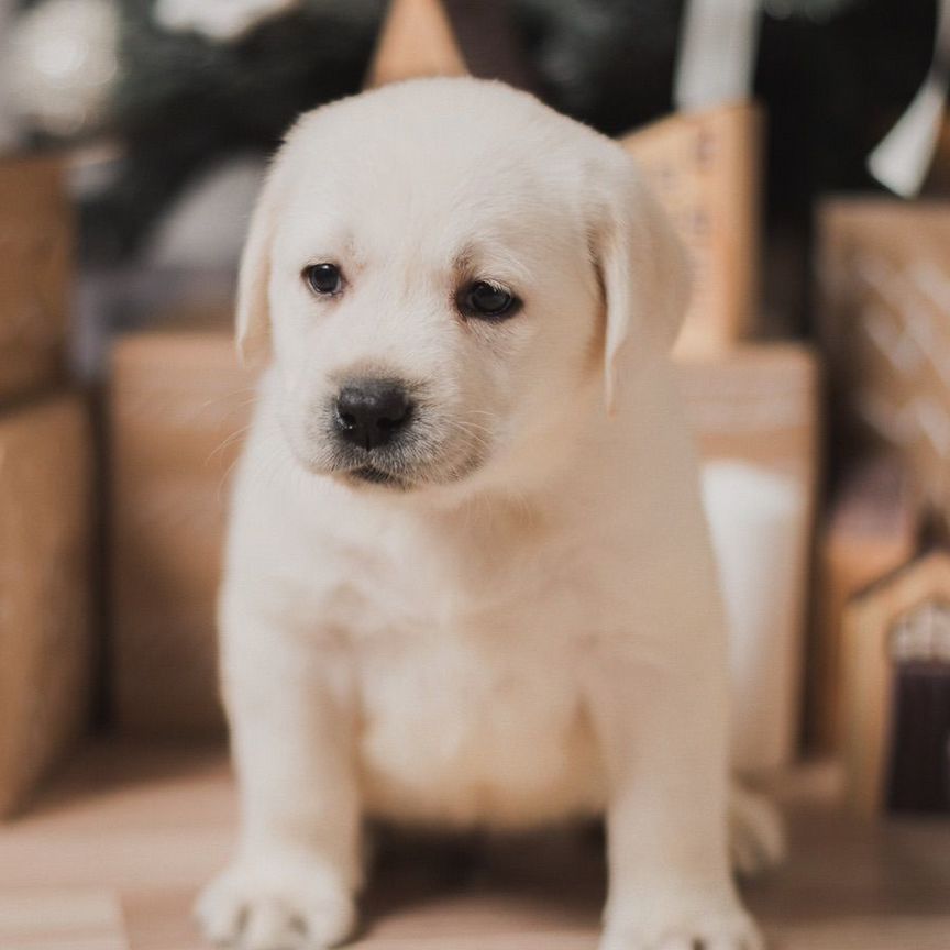Лабрадор-ретривер, щенок